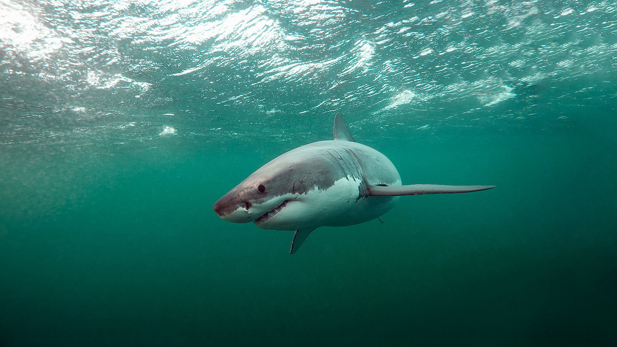 CNN spotlights CSUMB program in “Tech for Good” episode | California ...